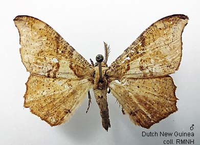 Papua Insects Foundation (Lepidoptera/Geometridae(Ennominae)/Hyposidra ...
